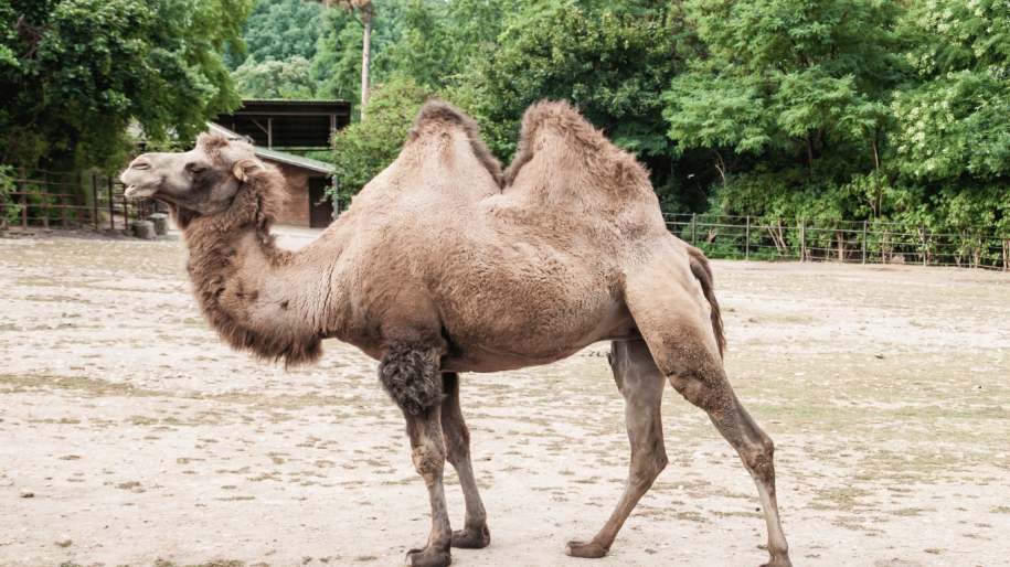 Camels Spit and More: Discovering Fascinating Camel Facts