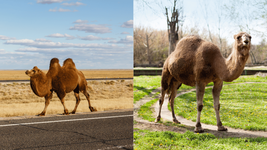 Differences Between Camels and Dromedaries on Best Morocco
